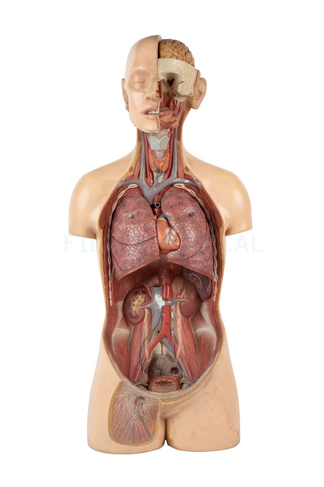 Anatomical model | FILM MEDICAL